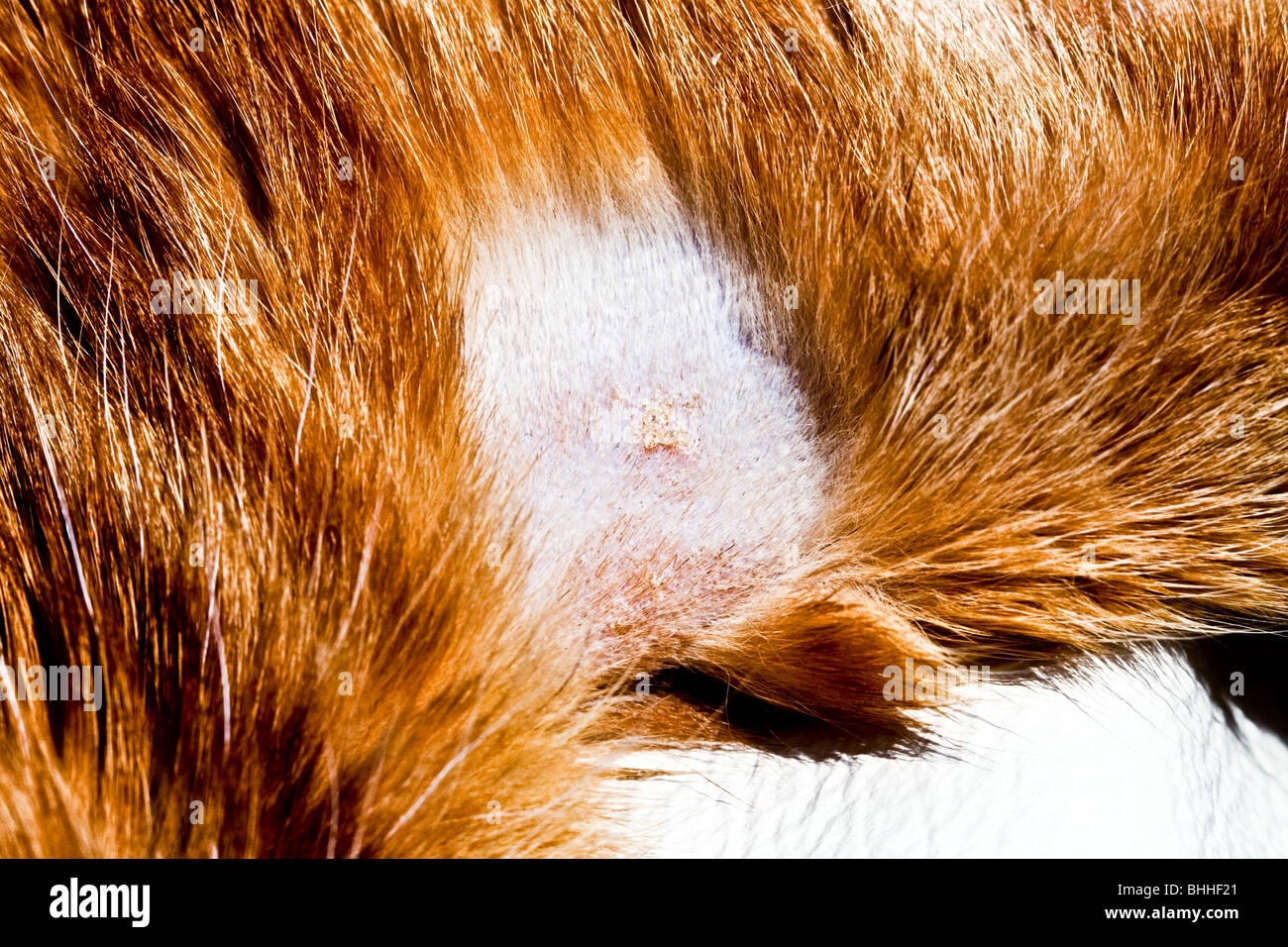 domestic cat with shaved front leg to have blood sample taken Stock ...