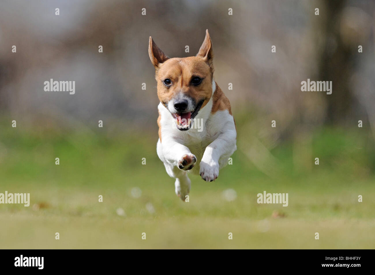 Dog running hi-res stock photography and images - Alamy