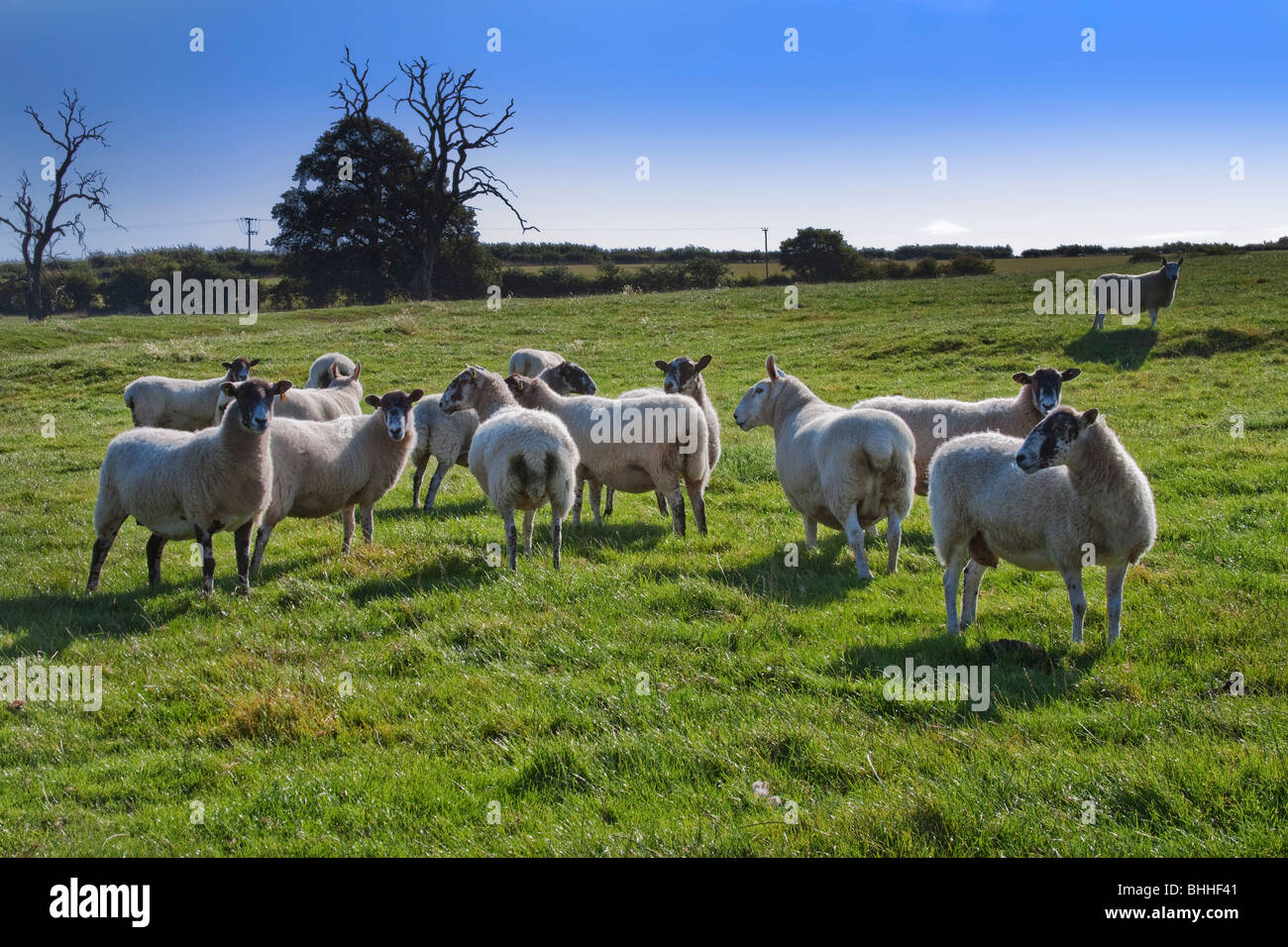 Sheep queue hi-res stock photography and images - Alamy