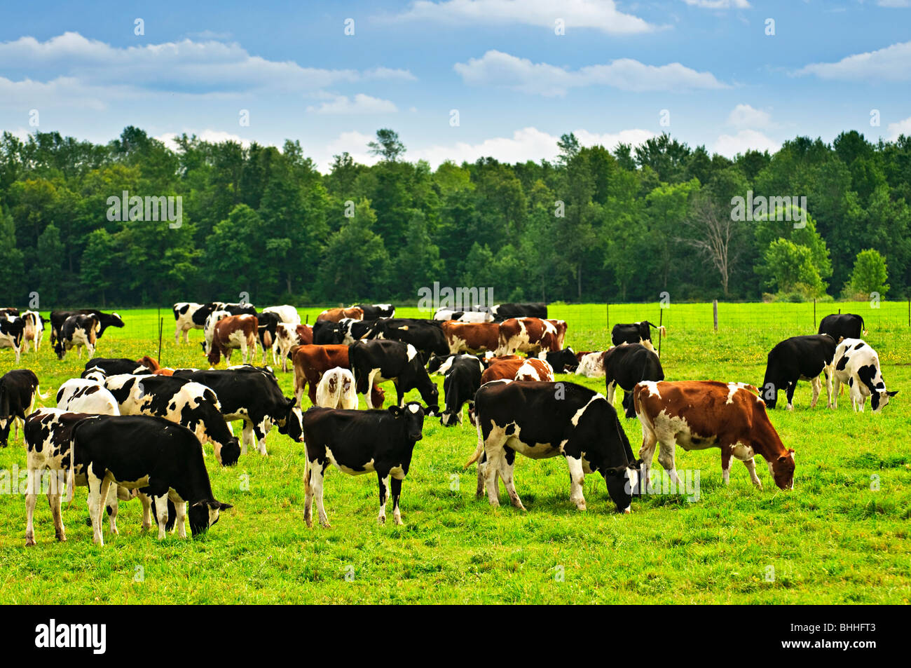 Cows grazing in a green pasture on sustainable small scale farm Stock ...