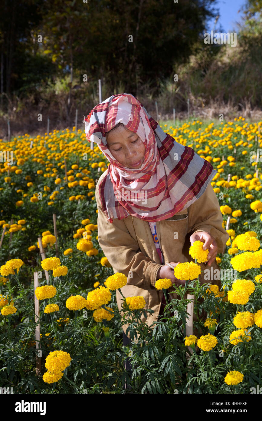 Portrait of Asian woman picking Chrysanthemum, mums or chrysanths ...