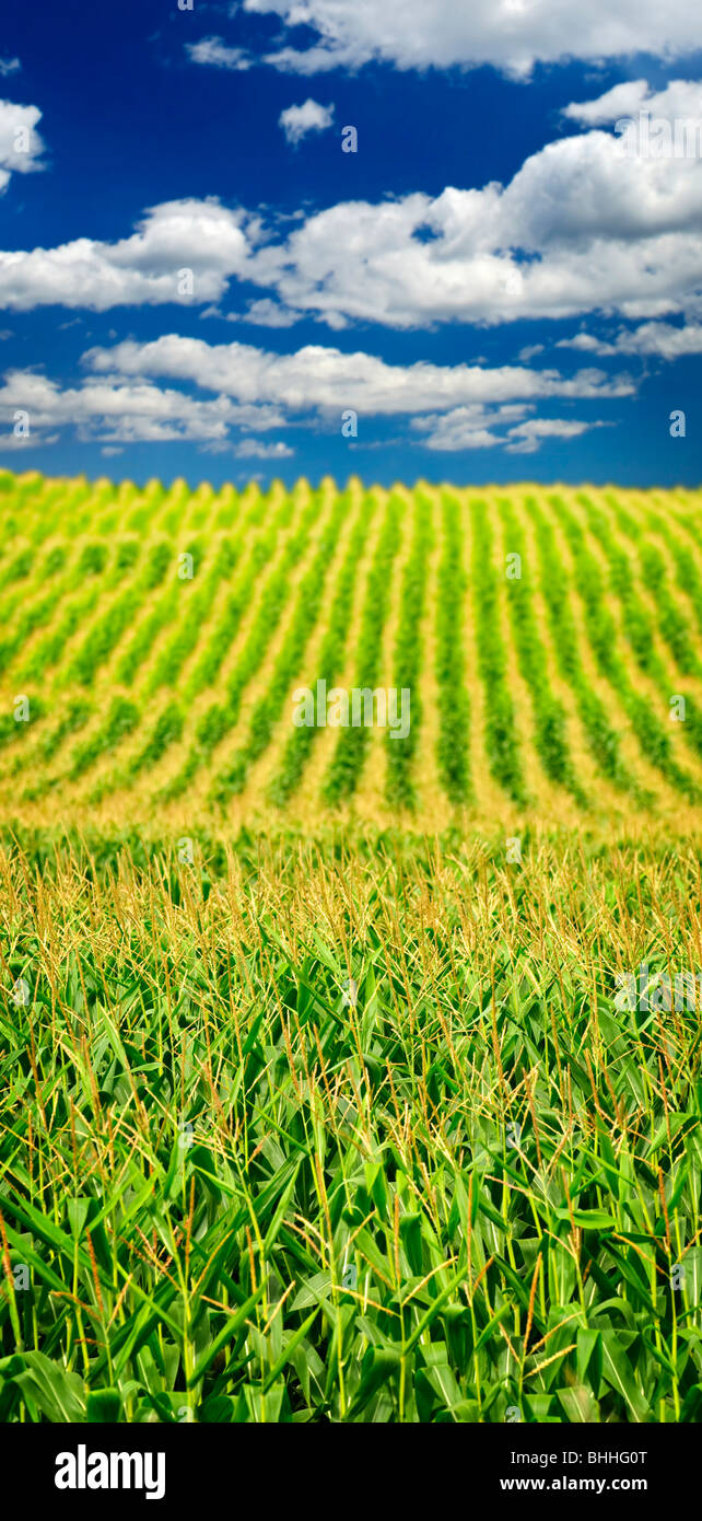 Agricultural farm landscapes sky farm hi-res stock photography and ...