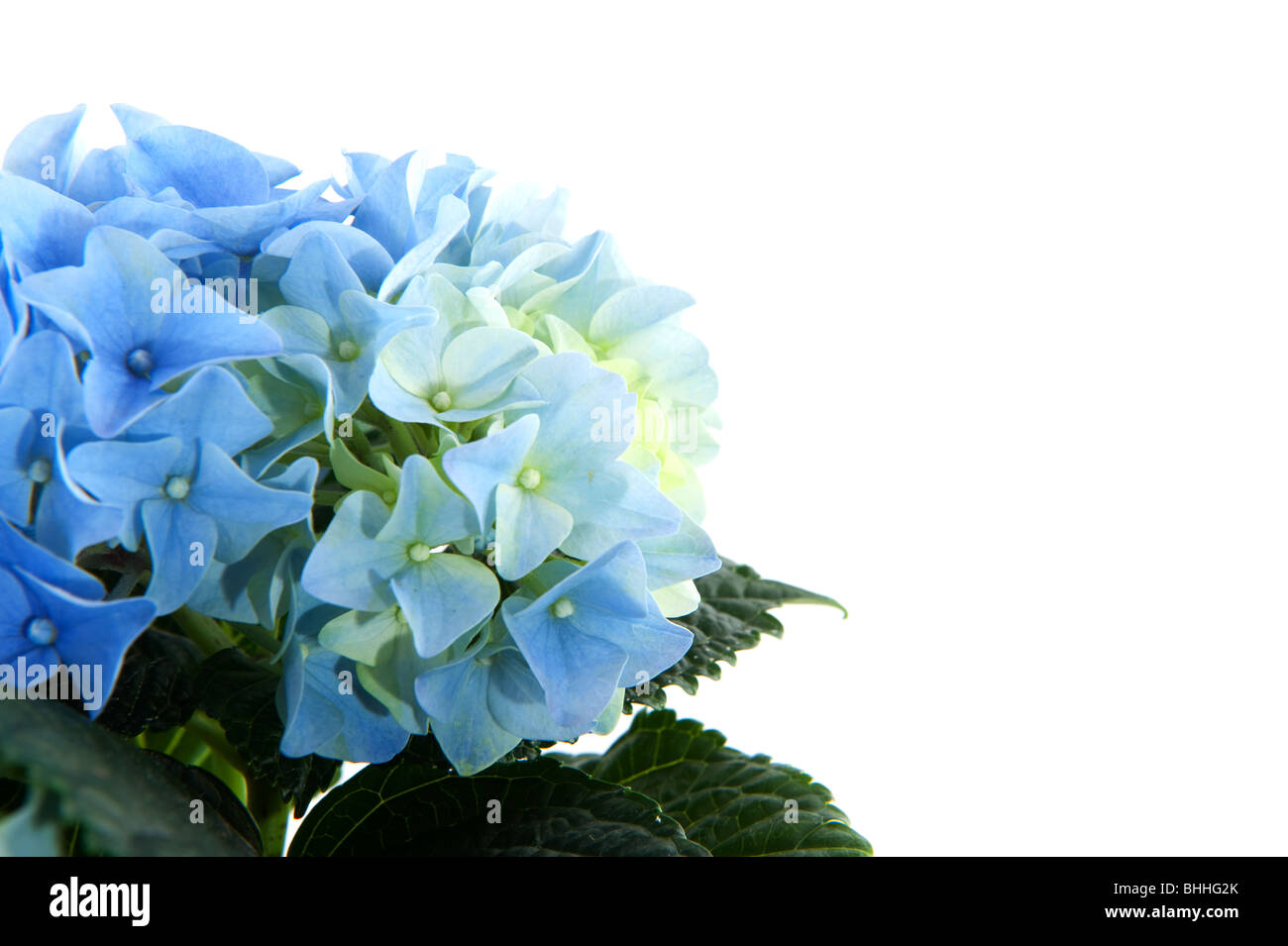 Blue Hydrangea in corner with copy space Stock Photo - Alamy