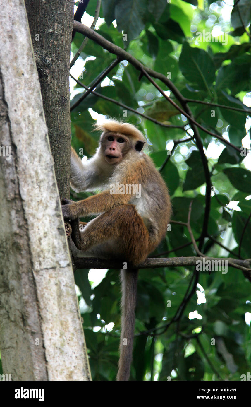 Lankan species branch monkies nuwa eliya hi-res stock photography and ...
