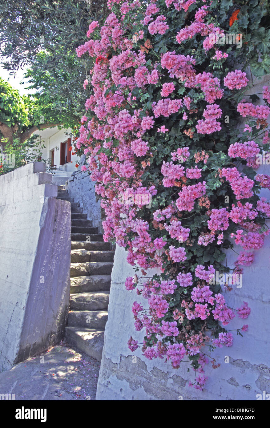 Geranium trailing hi-res stock photography and images - Alamy