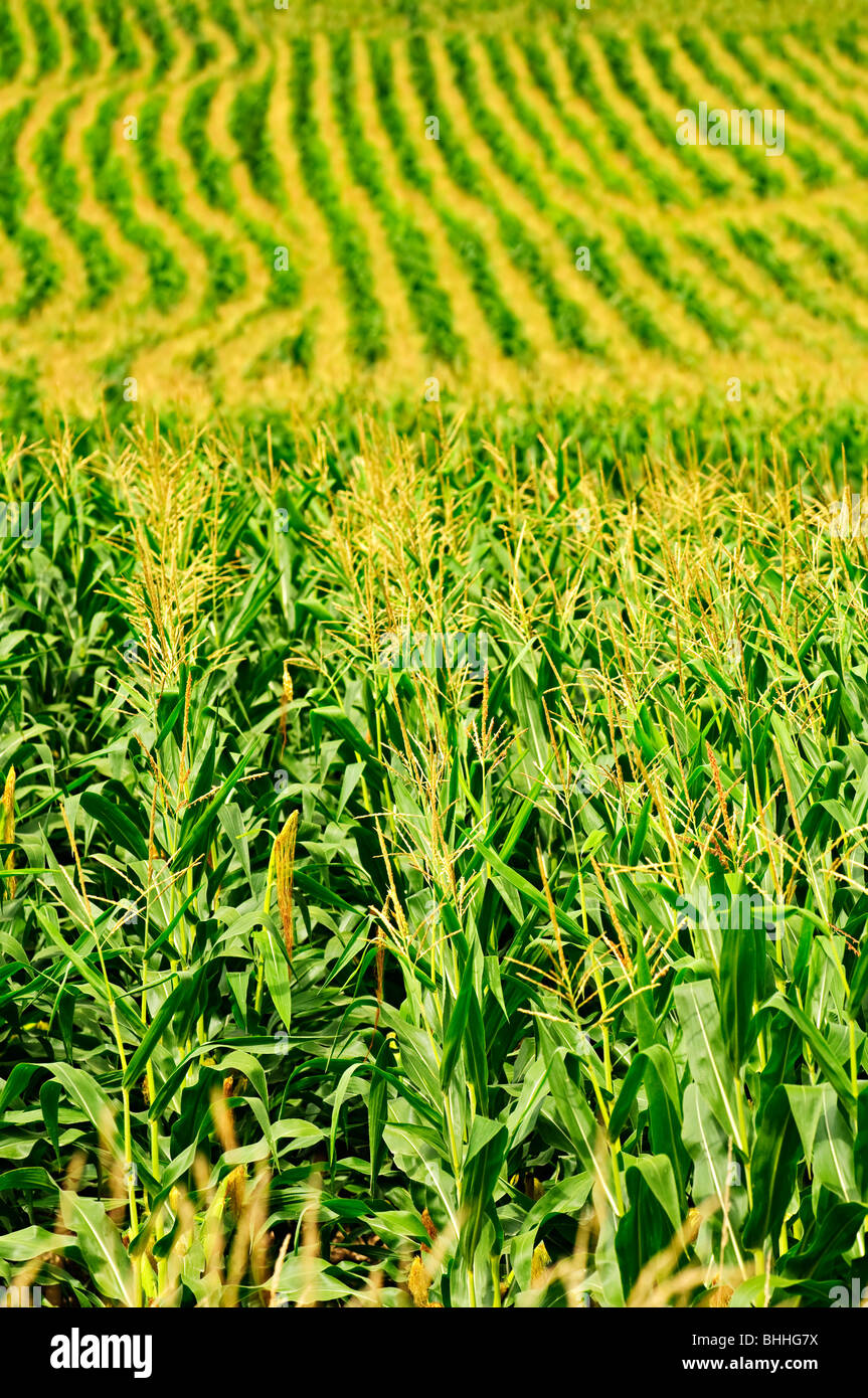 Agricultural farm landscapes hi-res stock photography and images - Alamy