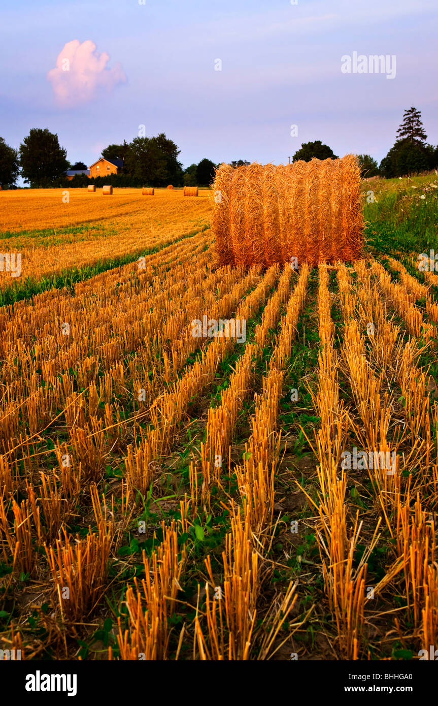 Golden trees and hay field hi-res stock photography and images - Alamy