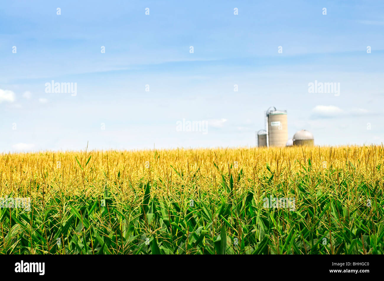 Harvest grain small scale hi-res stock photography and images - Alamy