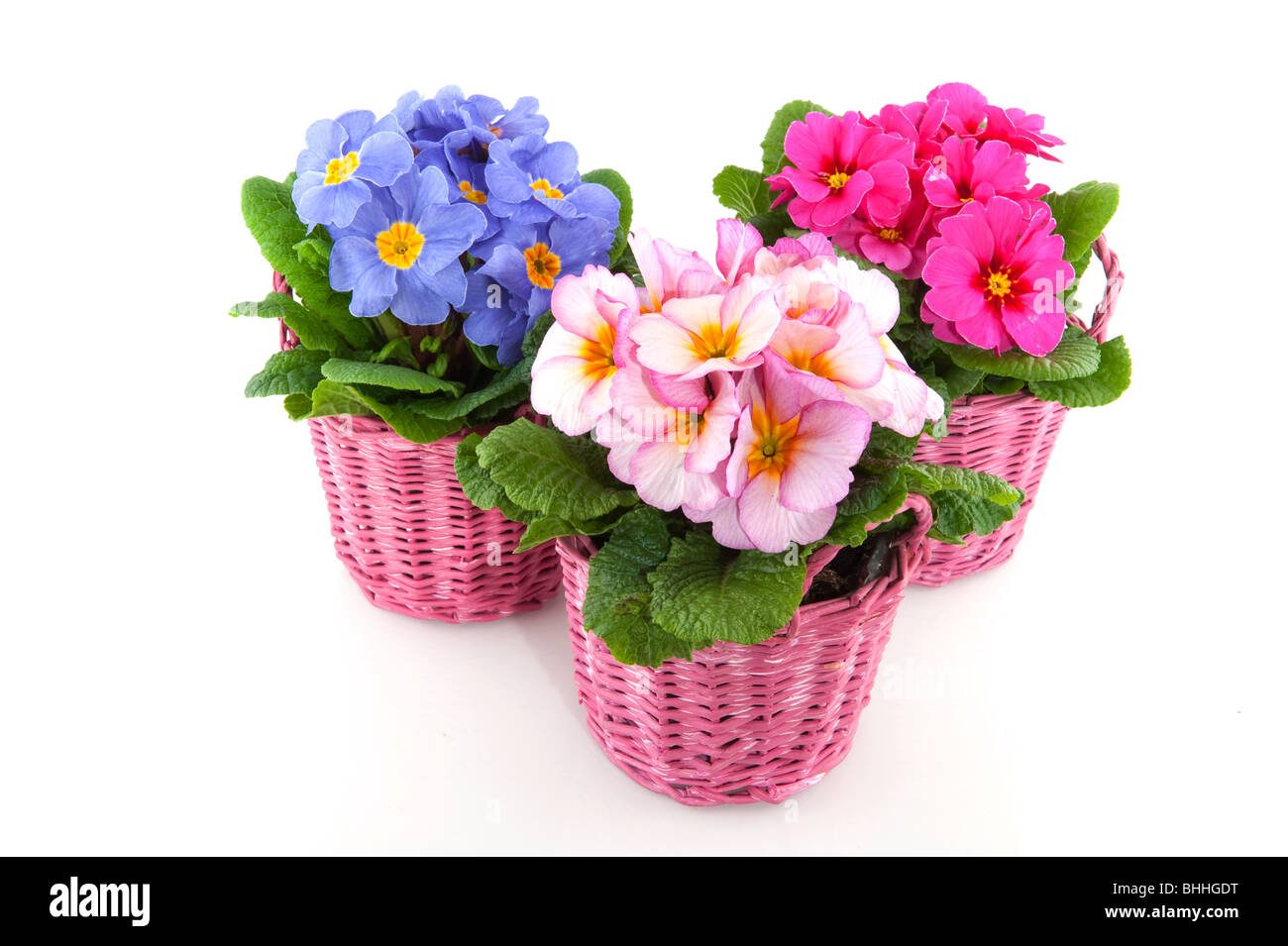 Primulas with different colors in pink baskets Stock Photo - Alamy