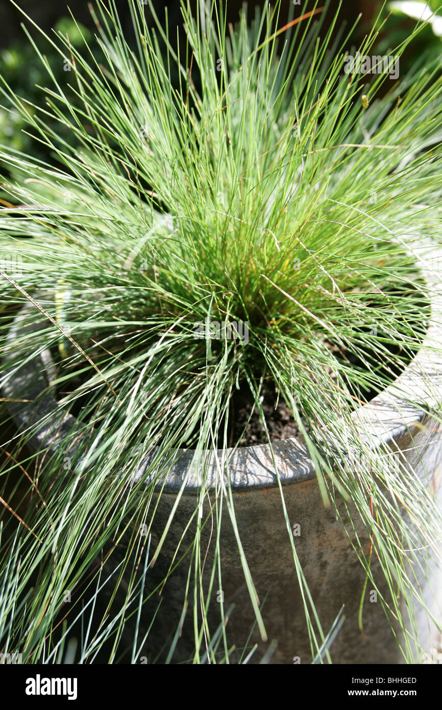 Potted grass plant Stock Photo - Alamy