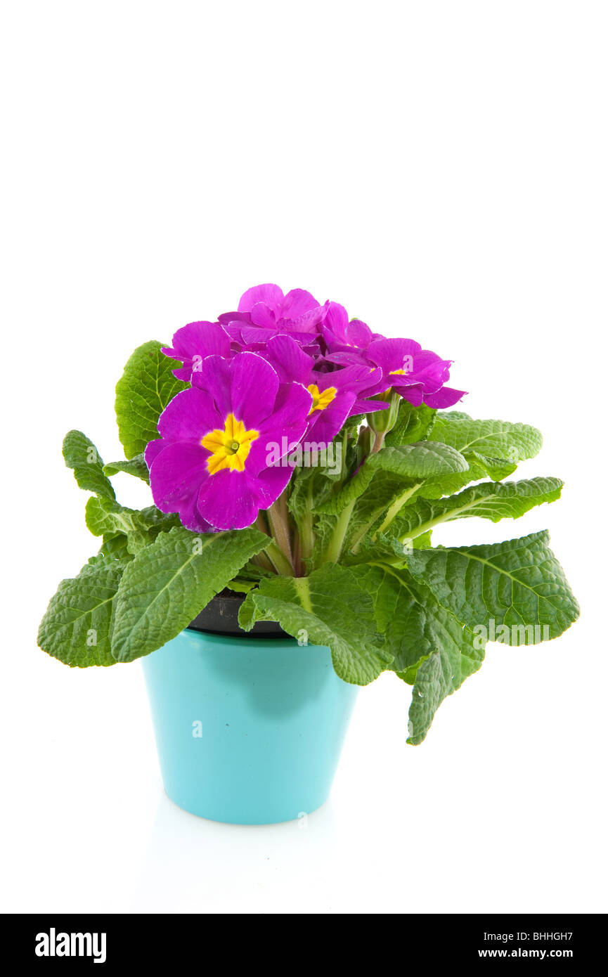 Purple Primula in blue flower pot isolated over white Stock Photo - Alamy