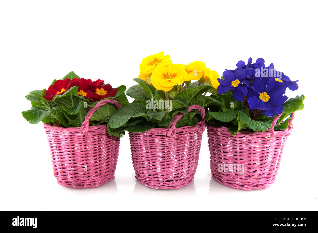 Primulas with different colors in pink baskets Stock Photo - Alamy
