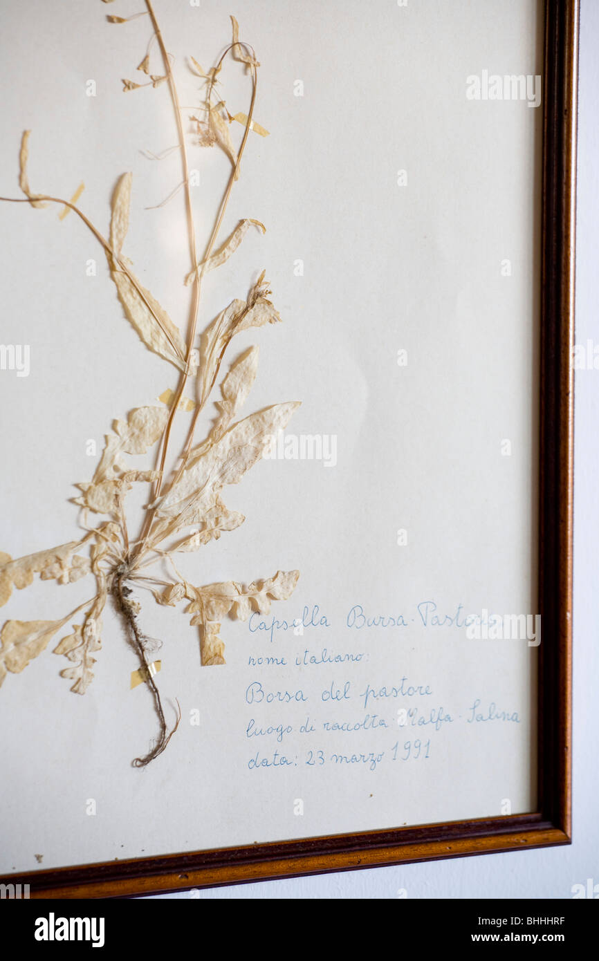 Pressed flower picture at Hotel Signum, Salina, Italy Stock Photo - Alamy