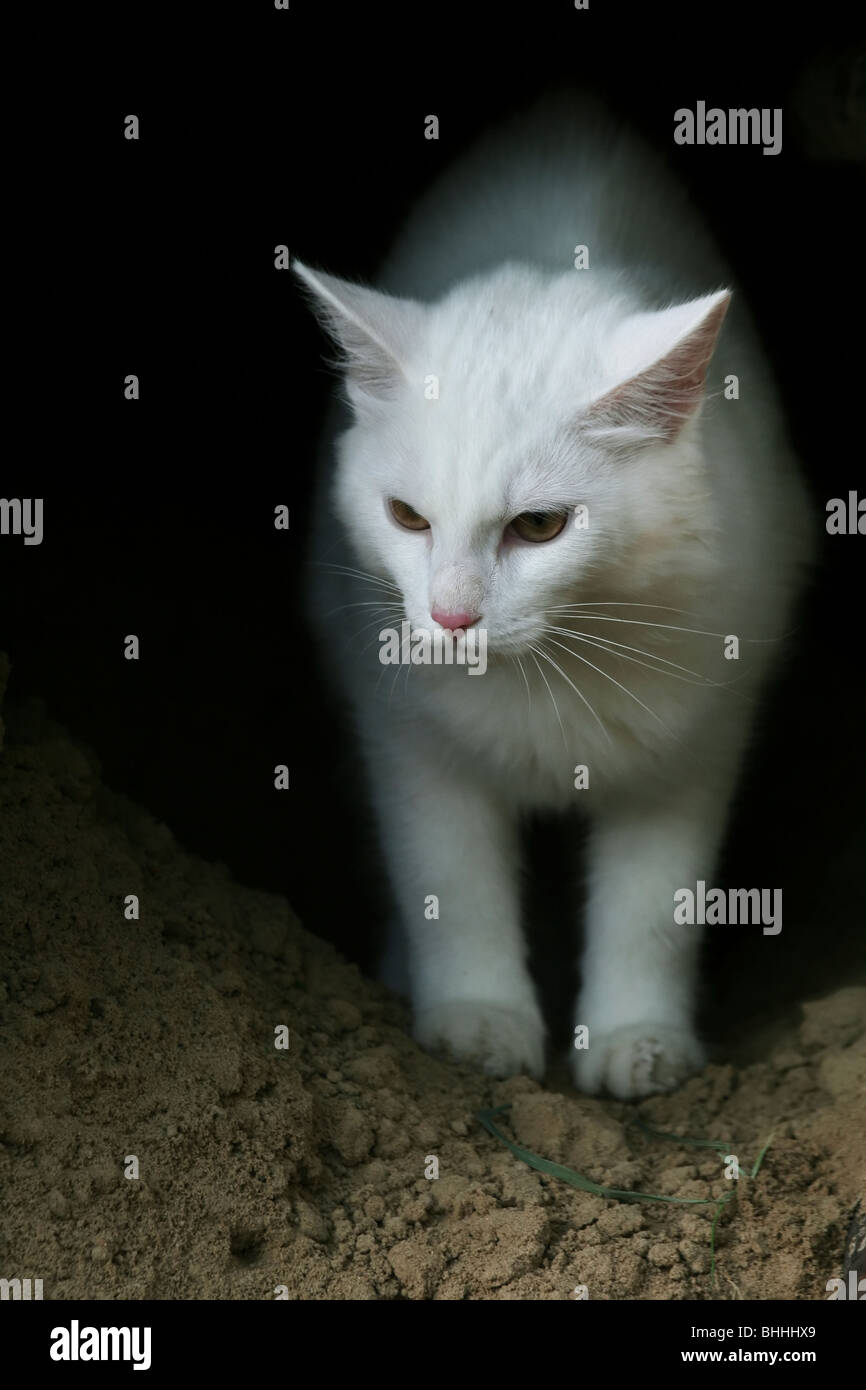 Stray tomcat cat hi-res stock photography and images - Alamy