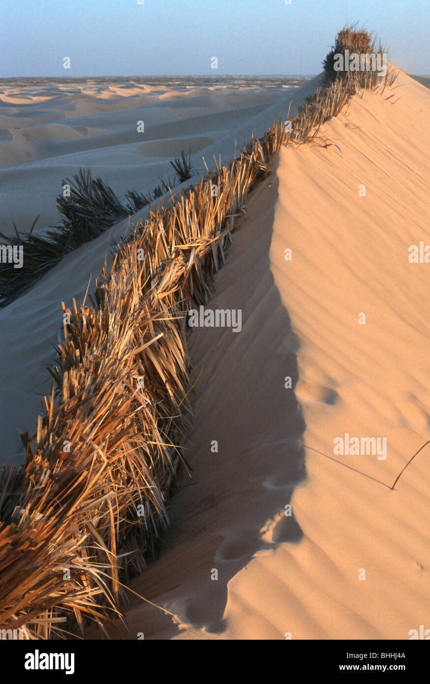 A wind break made from palm tree leaves, on a dune on the edge of the ...