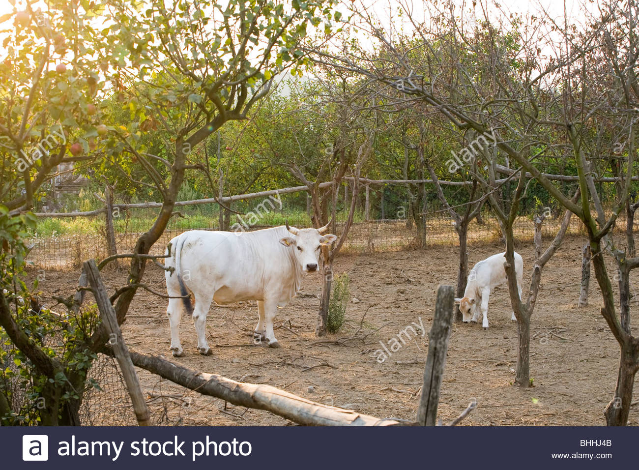 Chianina Cattle Stock Photos & Chianina Cattle Stock Images - Alamy