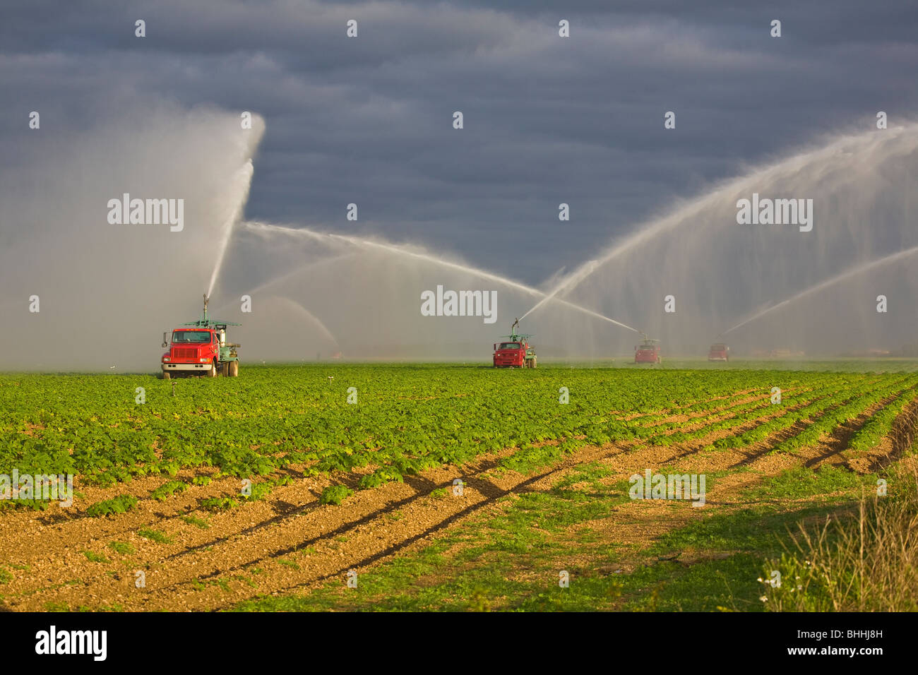 Irrigating hi-res stock photography and images - Alamy