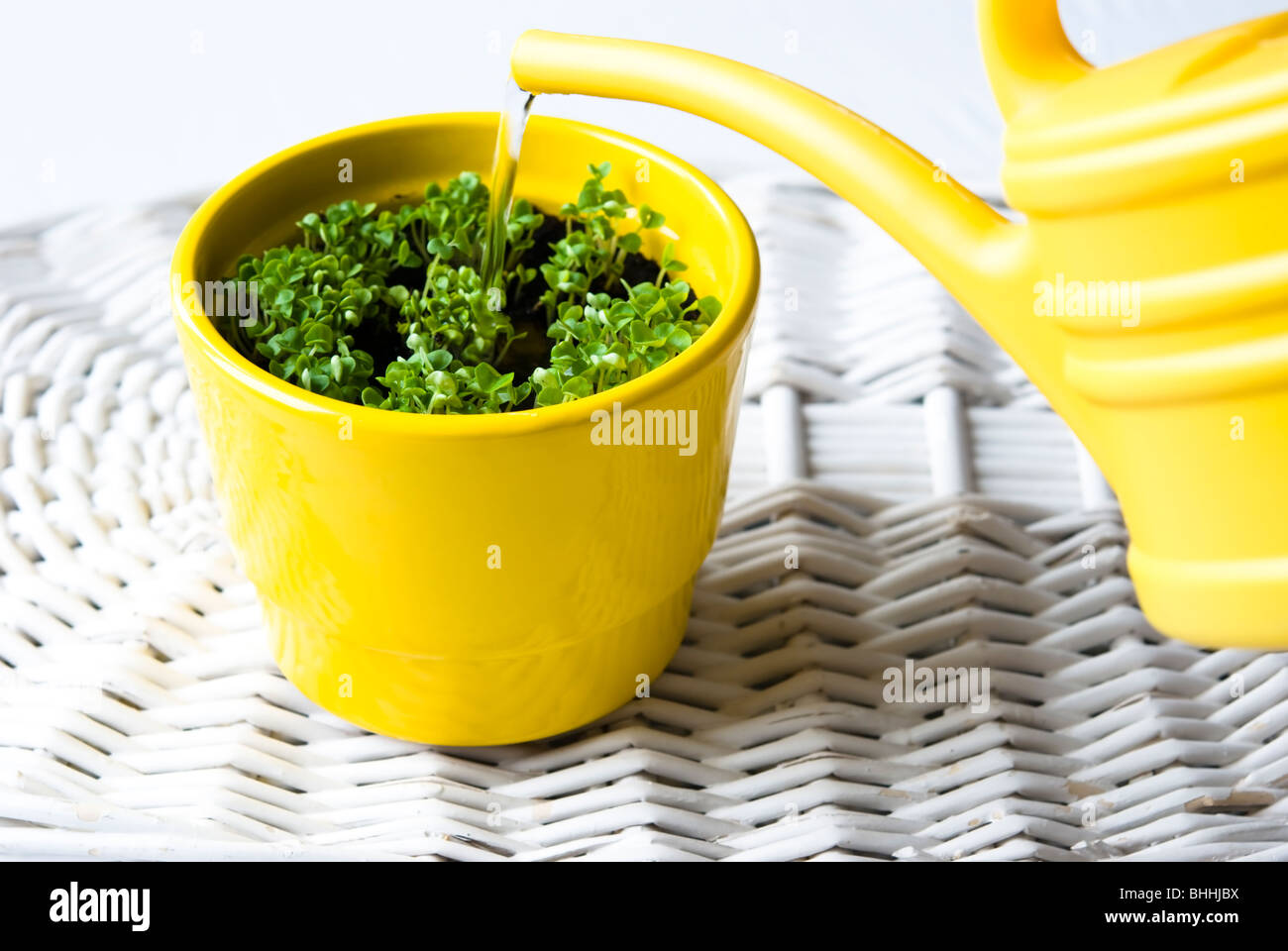 Planted basil hi-res stock photography and images - Alamy