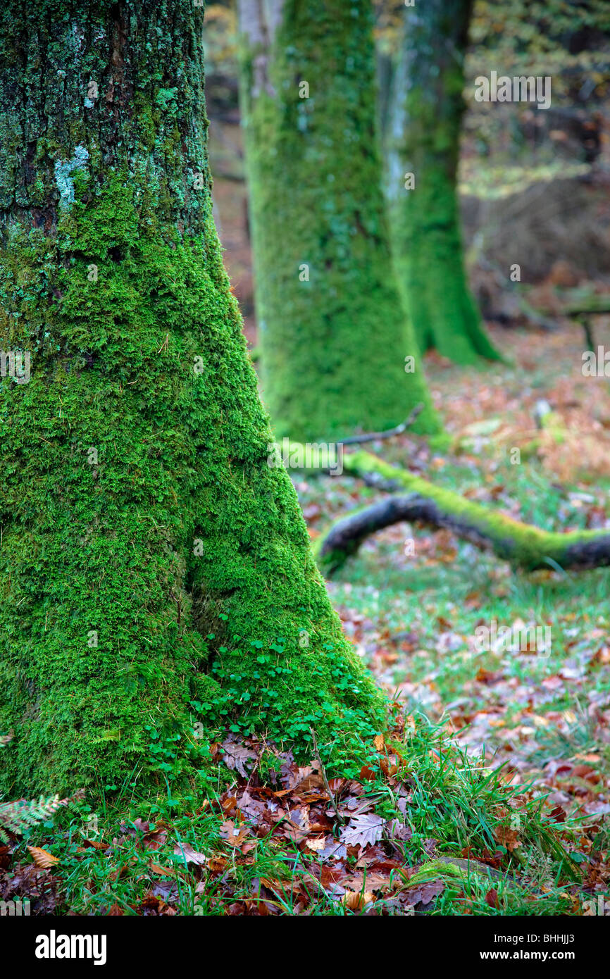 The green moss covered trunks of trees in Autumn Stock Photo - Alamy