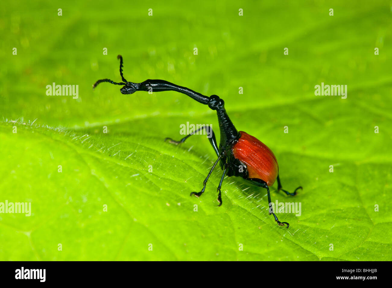 Giraffe Weevil, Trachelophorus giraffa, Andasibe, Madagascar Stock ...