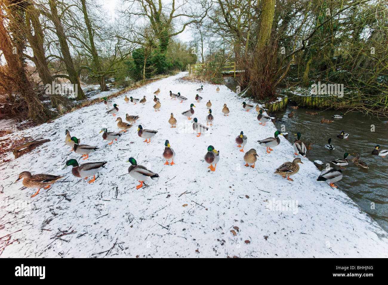 Rural bird sanctuary hi-res stock photography and images - Alamy