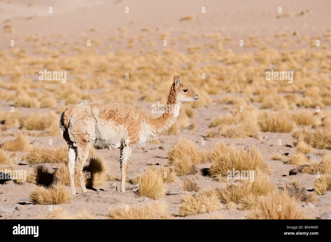 Flora and fauna of the atacama desert hi-res stock photography and ...