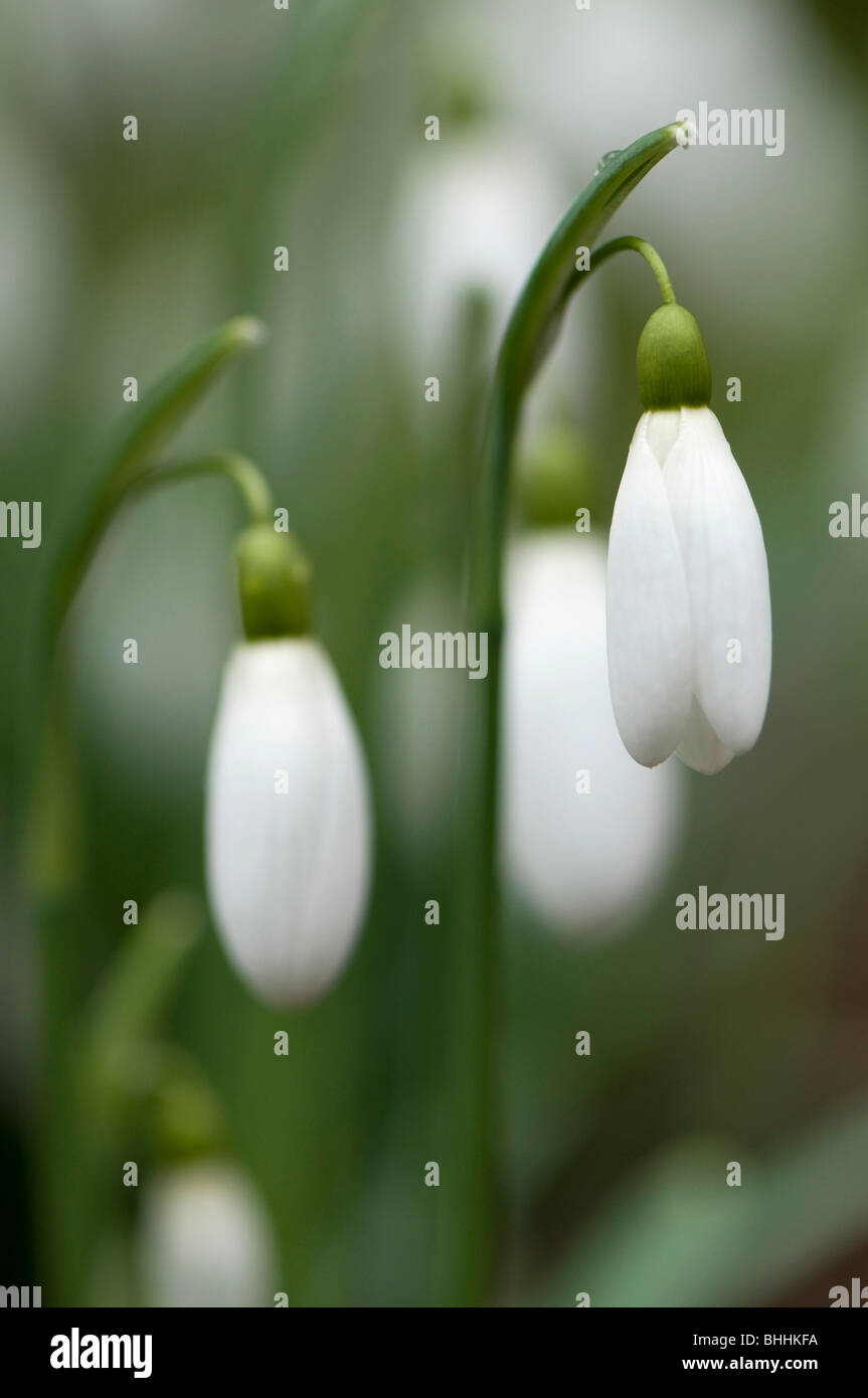 Close up of Galanthus 'Magnet', Snowdrops, at Painswick Rococo Garden ...