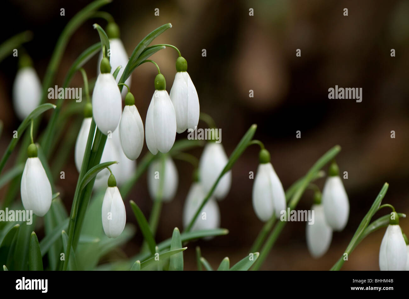 Snowdrop flowers in rococo garden hi-res stock photography and images ...