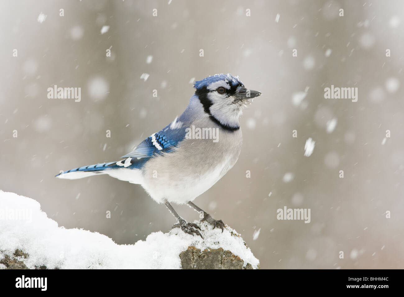 Blue jay winter hi-res stock photography and images - Alamy