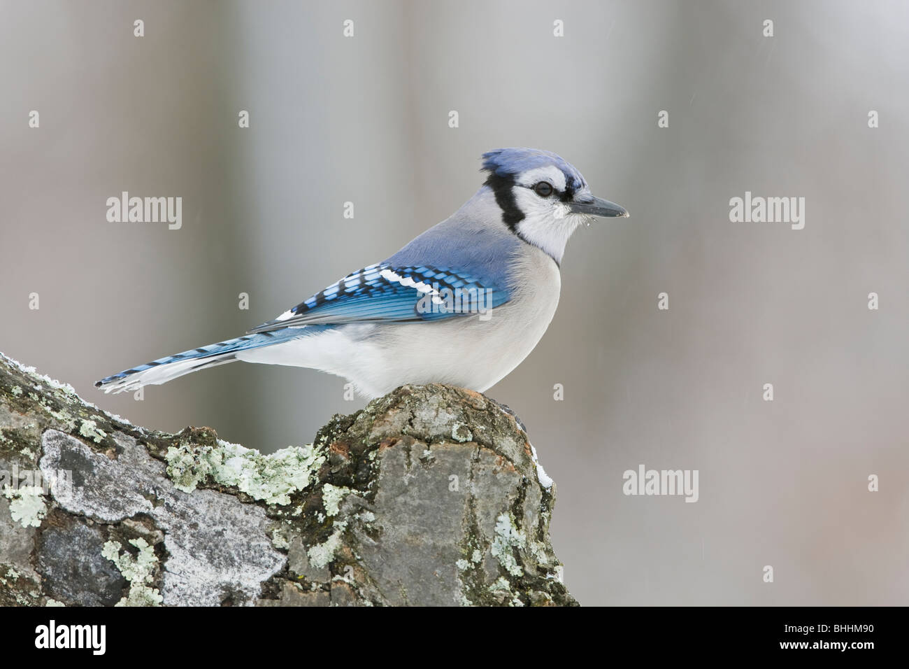 Blue Jay Stock Photo - Alamy