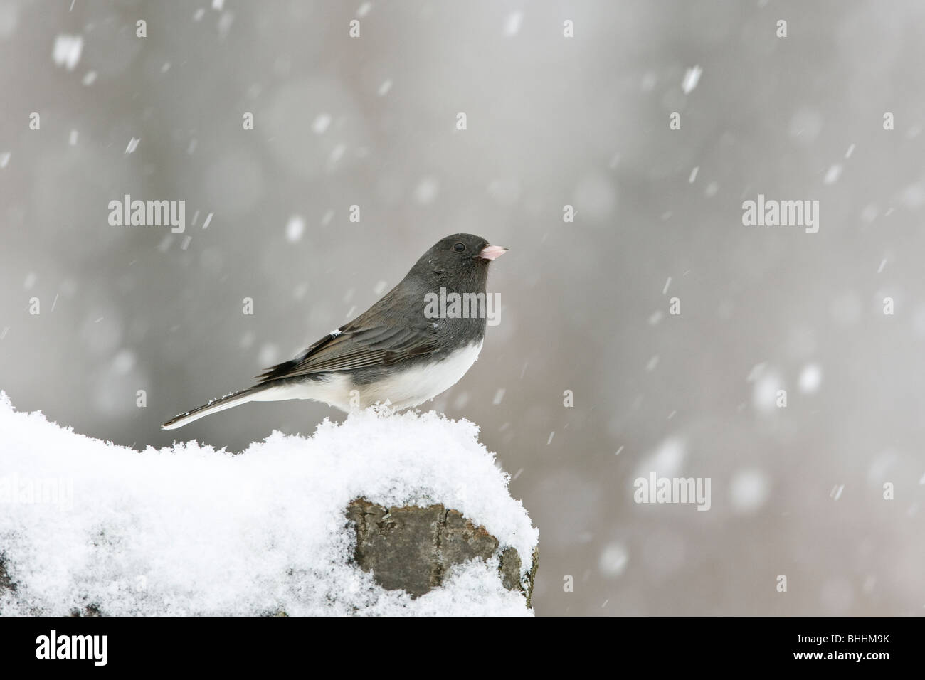 North american dark eyed juncos hi-res stock photography and images - Alamy