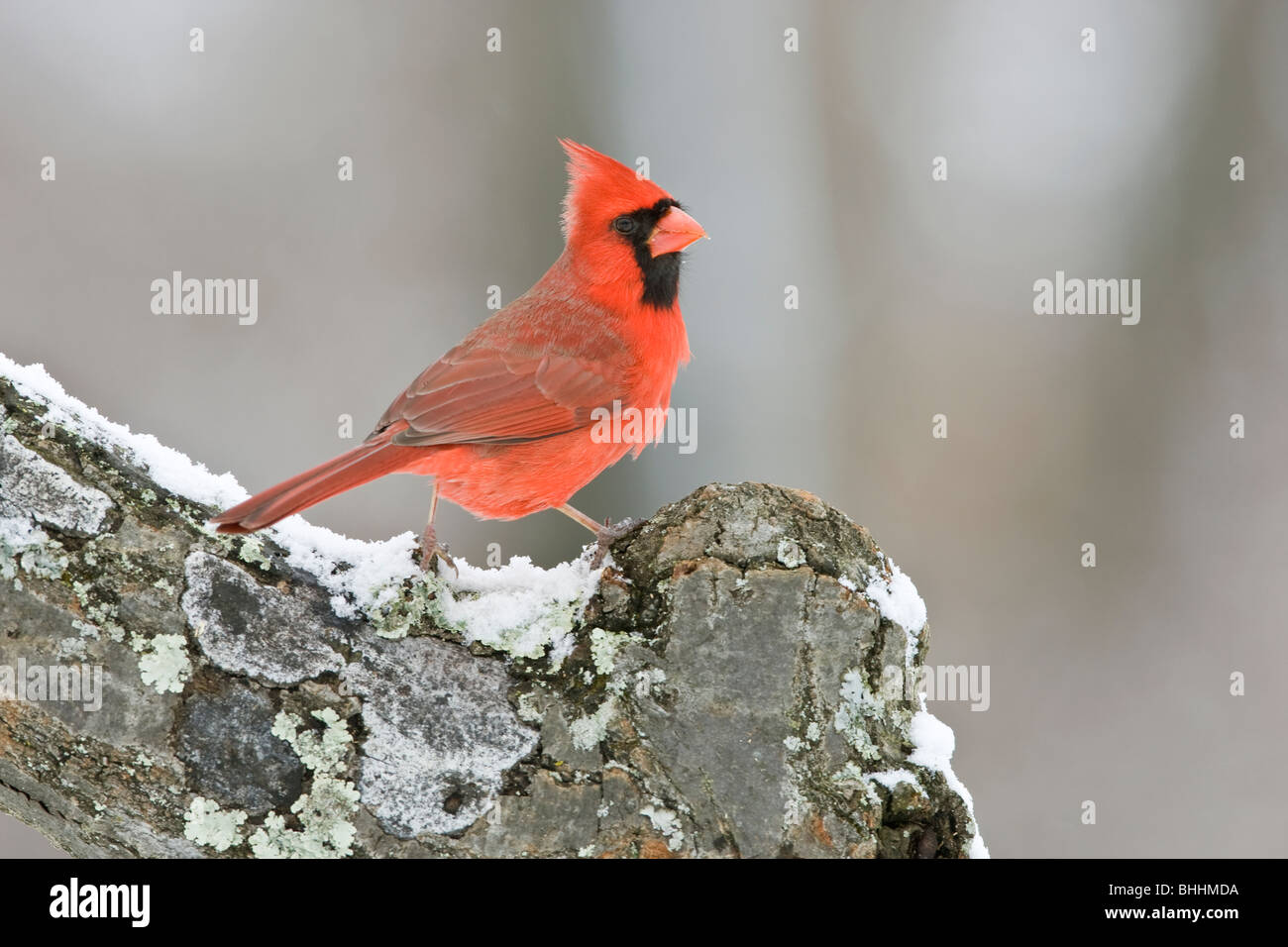 Cardinal bird snow hi-res stock photography and images - Alamy
