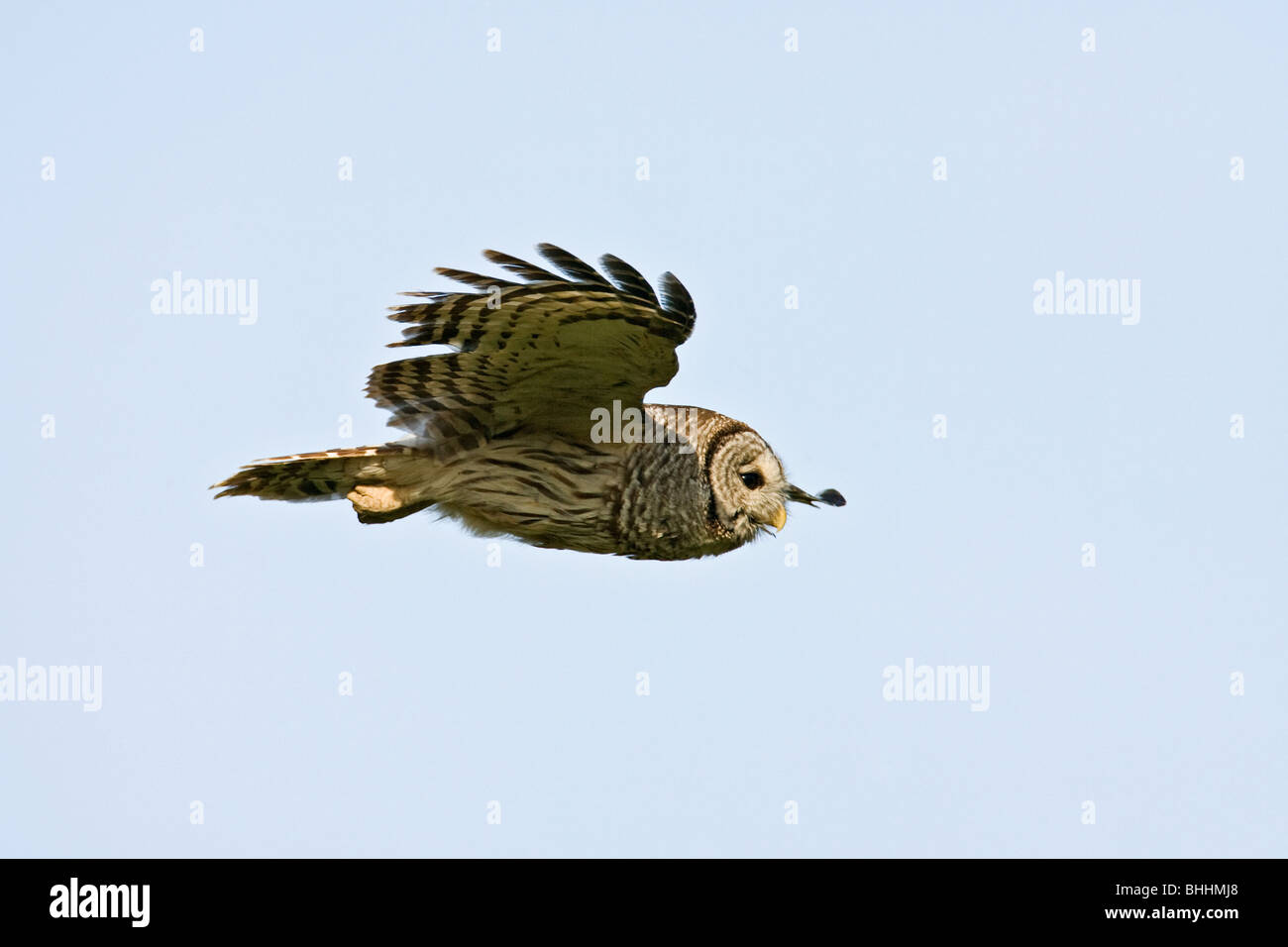 Barred owl hi-res stock photography and images - Alamy