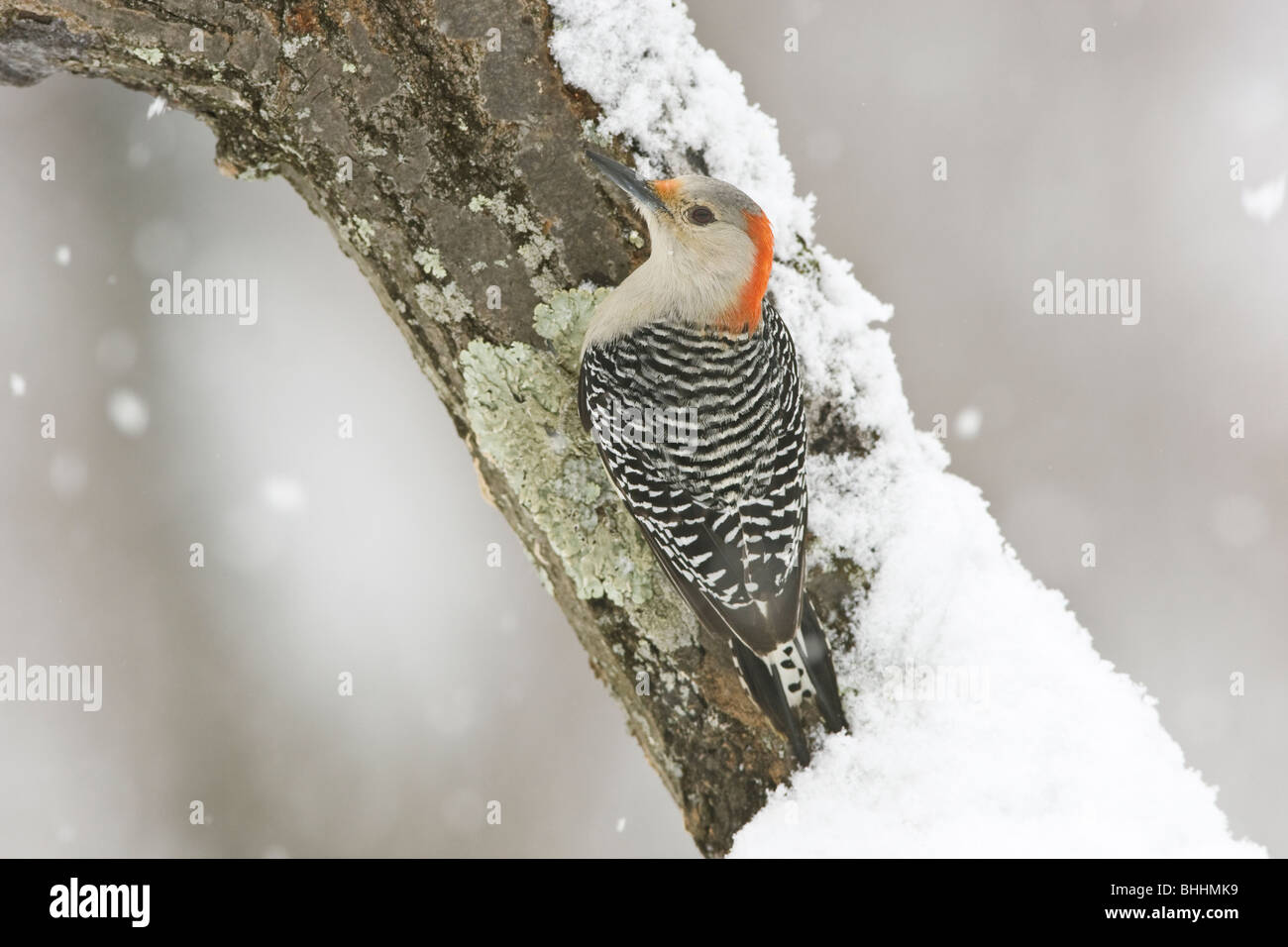 Female Red-bellied Woodpecker in Snow Stock Photo - Alamy