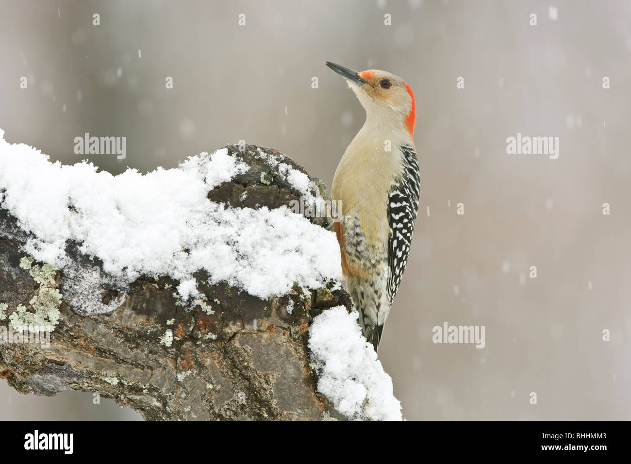 Female red bellied woodpecker in snow hi-res stock photography and ...
