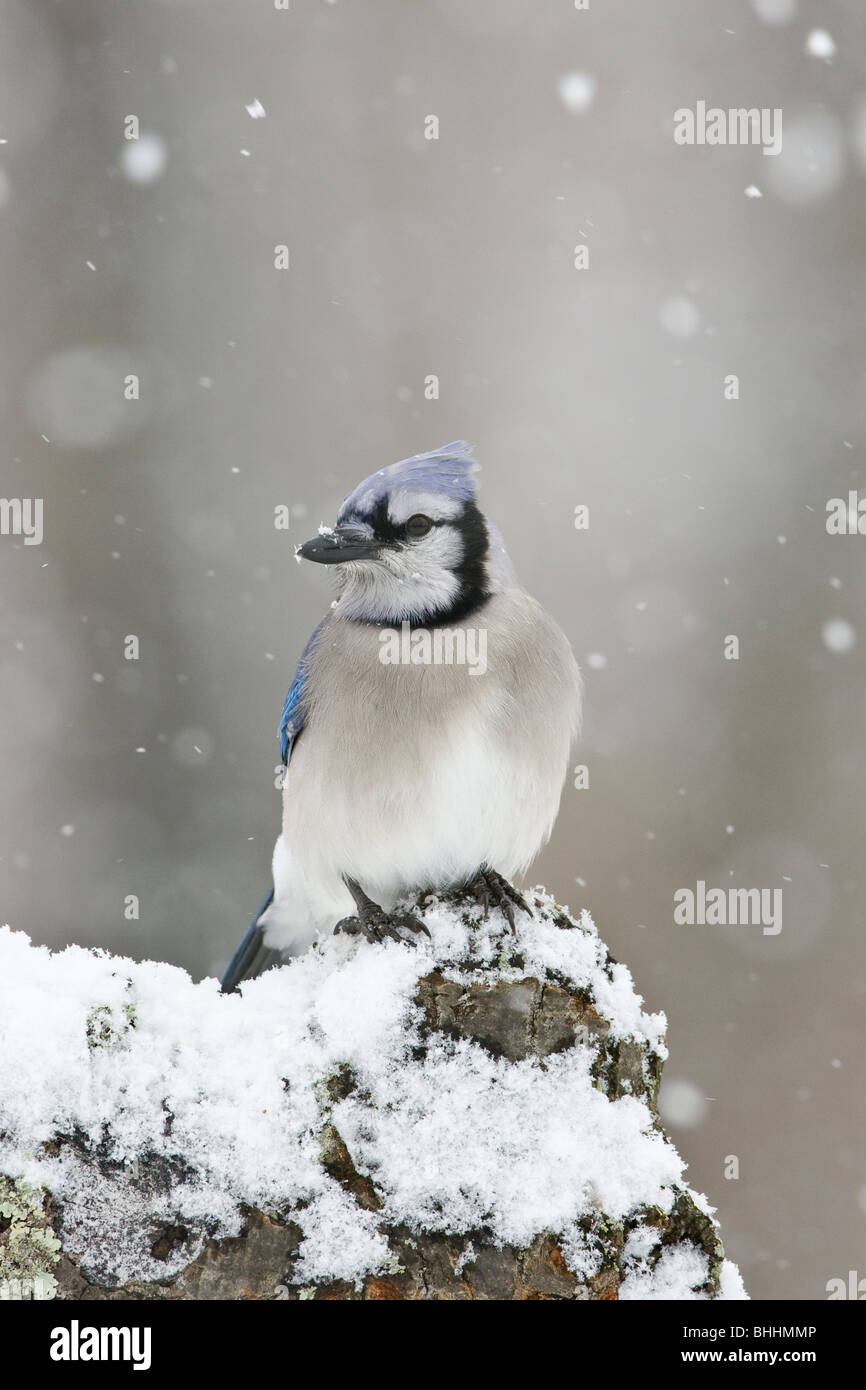 Blue Jay in Snow Stock Photo - Alamy