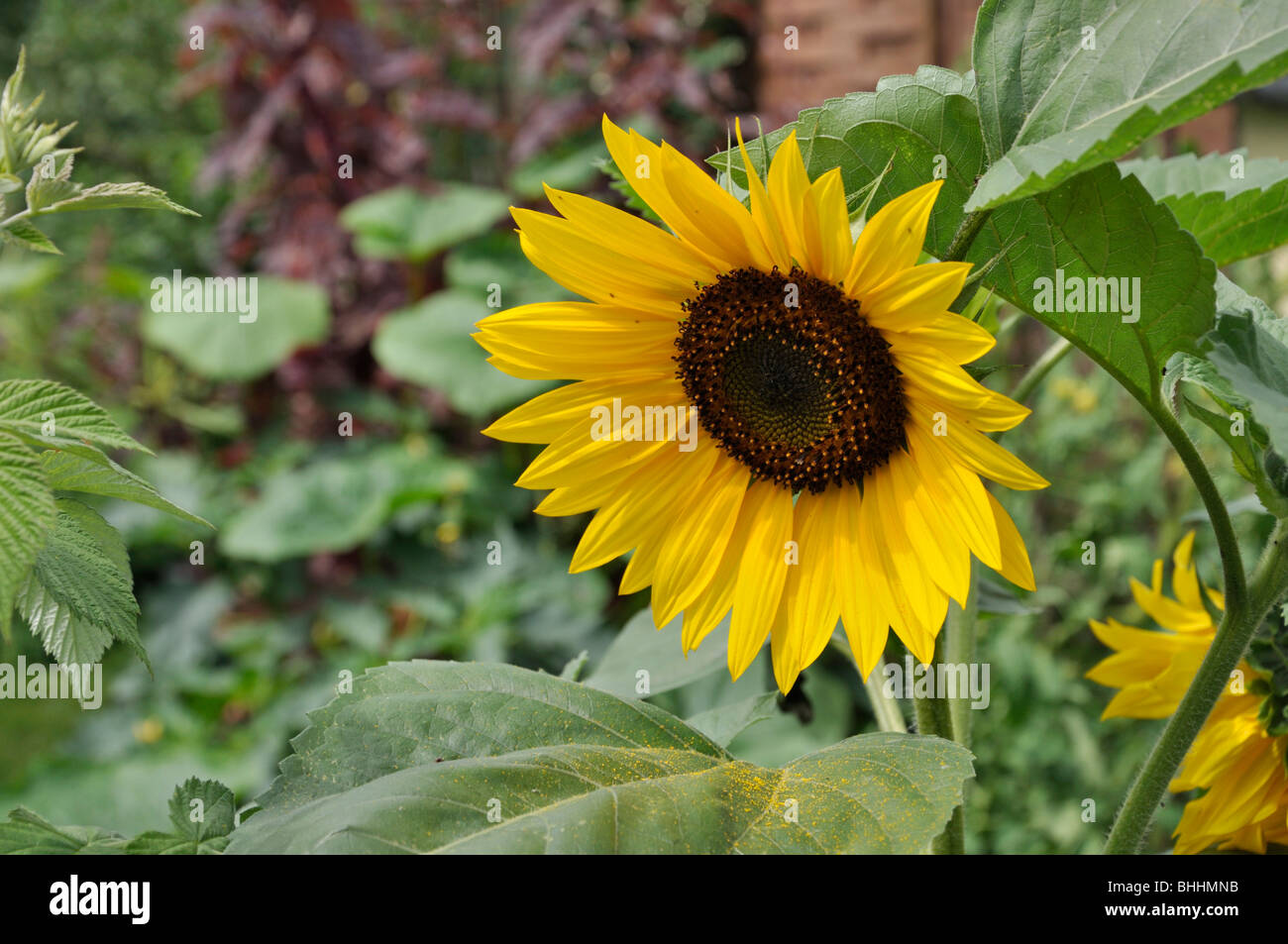 Common sunflower (Helianthus annuus Stock Photo - Alamy