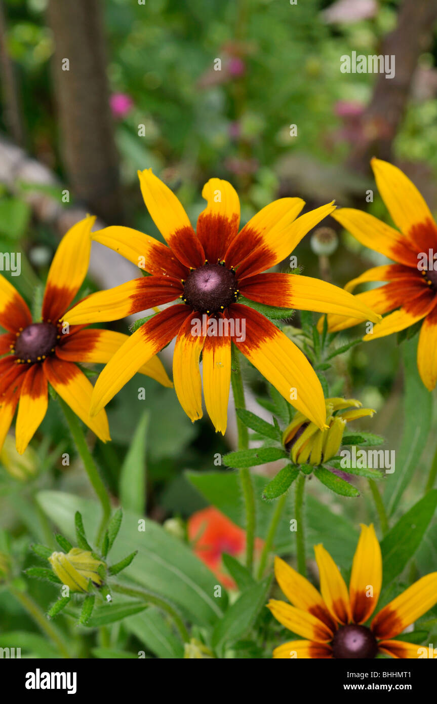 Rudbeckia hirta hi-res stock photography and images - Alamy