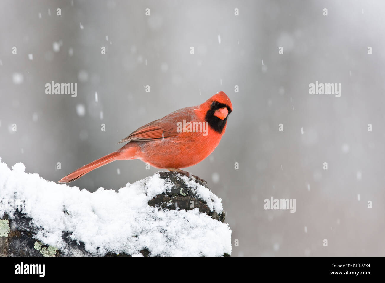 Northern Cardinal in Snow Stock Photo - Alamy