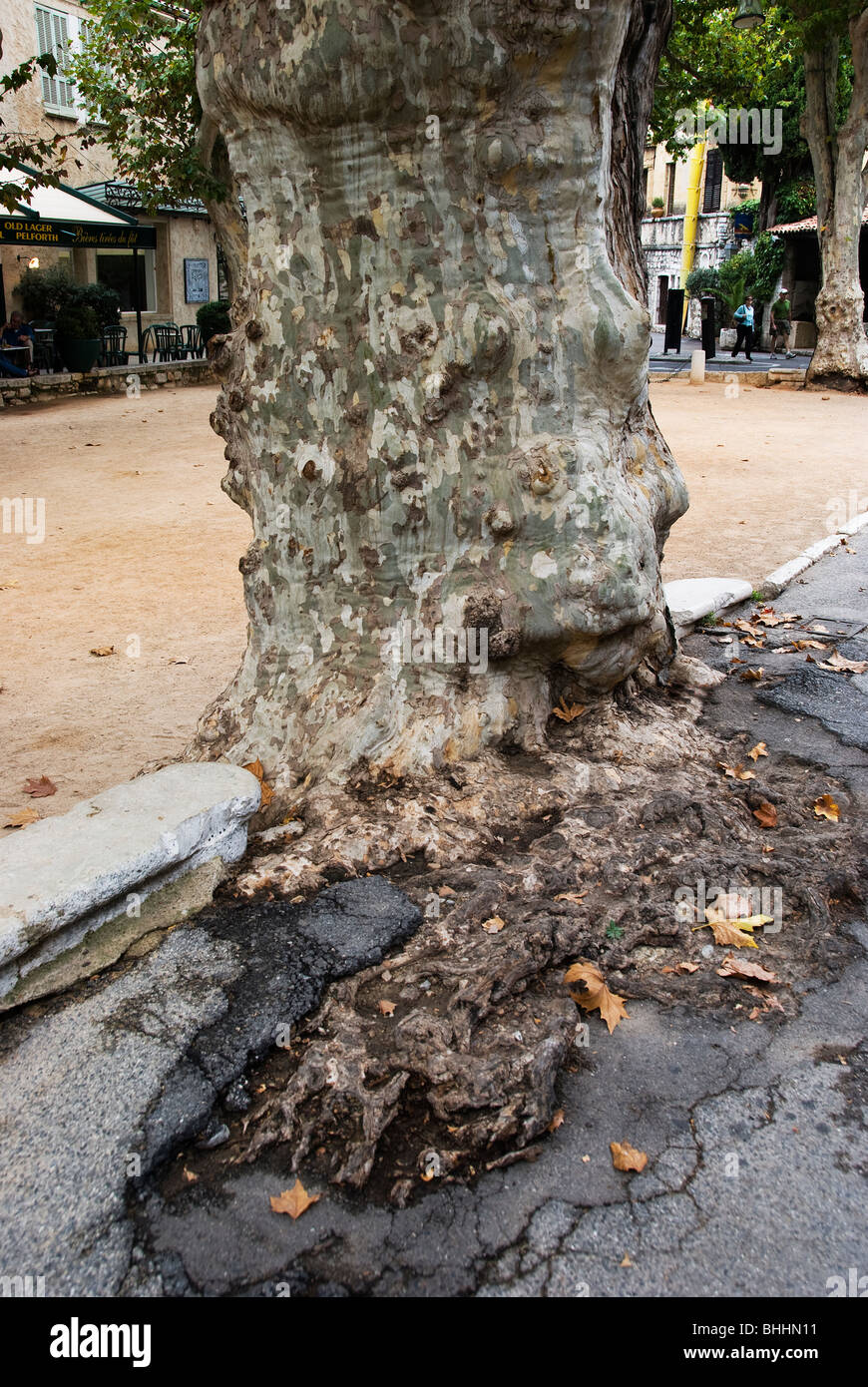 Ancient tree at St Paul de Vence Stock Photo - Alamy