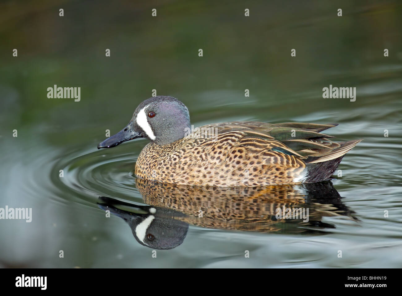 Teal flying marsh hi-res stock photography and images - Alamy