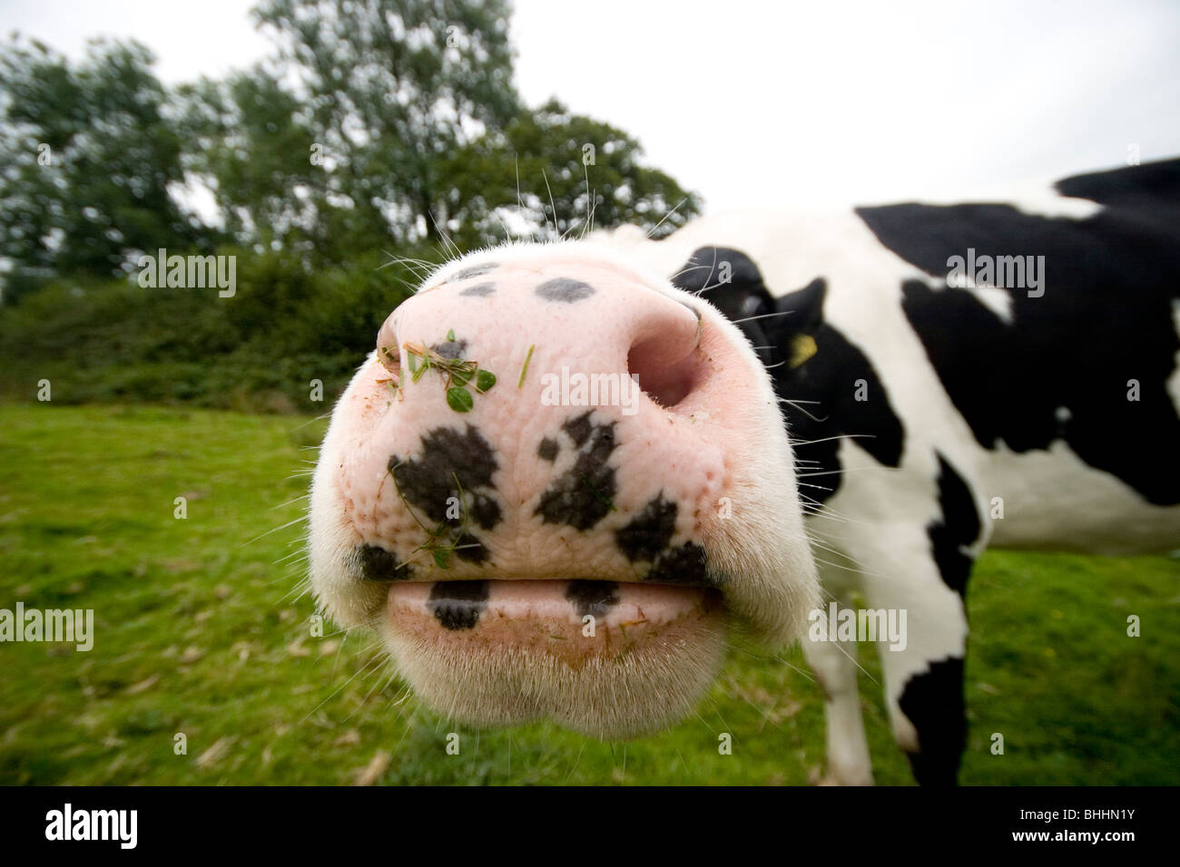 Wide angle cow Stock Photo - Alamy