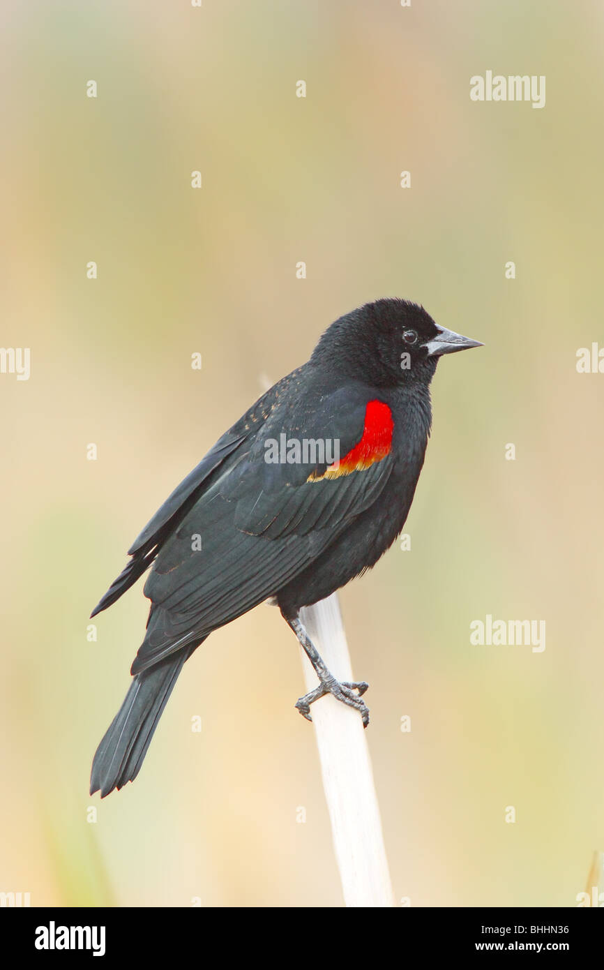 Red-winged Blackbird Male Stock Photo - Alamy