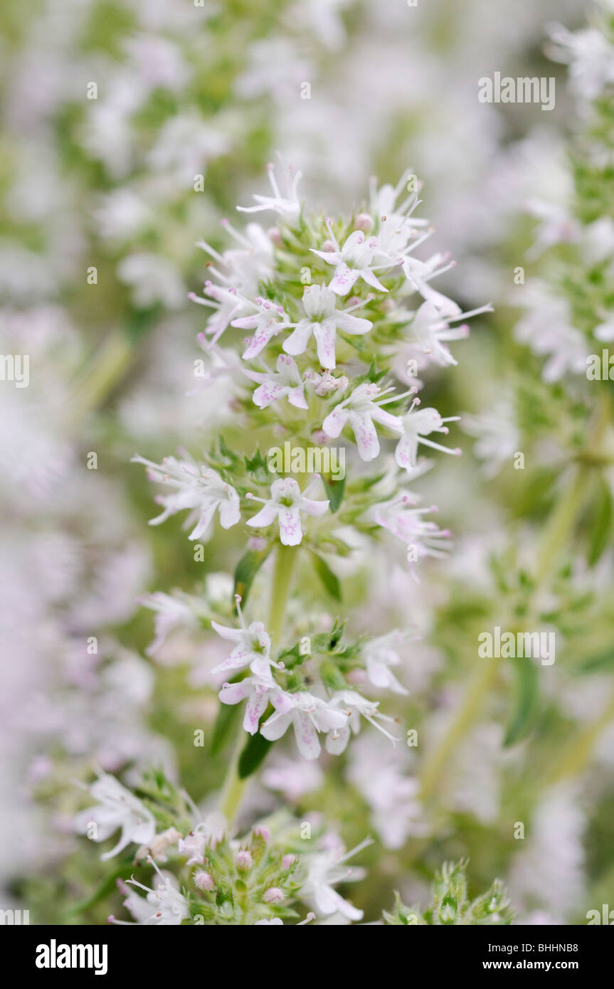Thymus species hi-res stock photography and images - Alamy