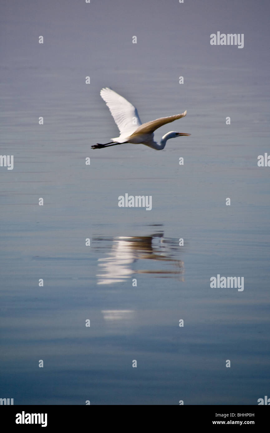 An Egret (Phylum: Chordata Class: Aves Order: Ciconiiformes, Family ...