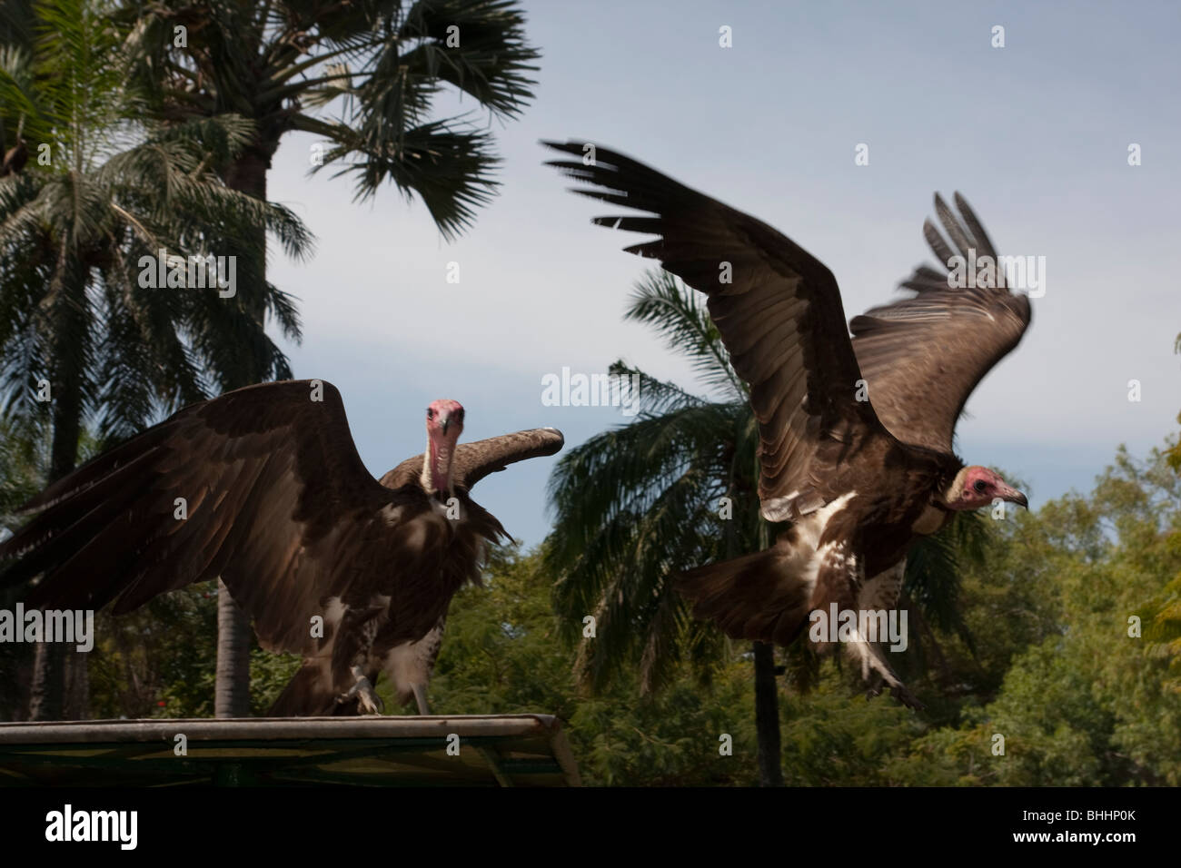 Serekunda market stalls Gambia West Africa Stock Photo - Alamy
