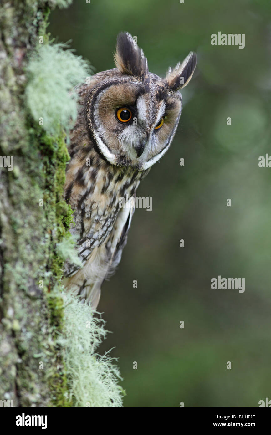 Looking around tree hi-res stock photography and images - Alamy