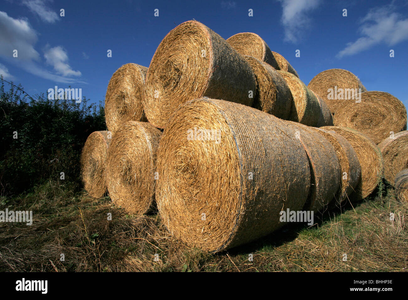 Straw animals hi-res stock photography and images - Alamy