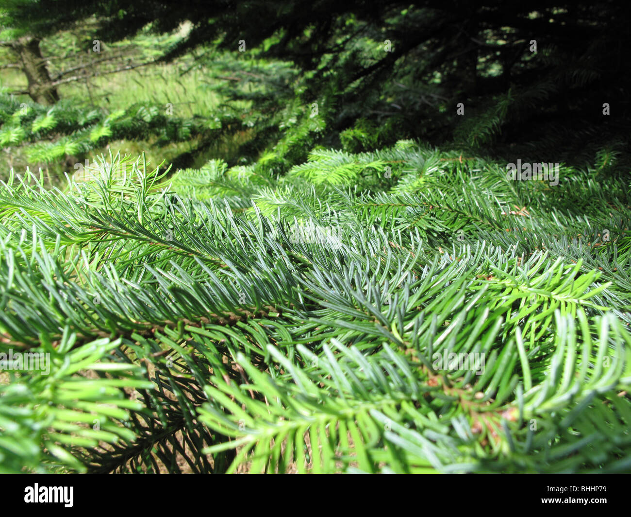 Pine tree branch close up Stock Photo - Alamy