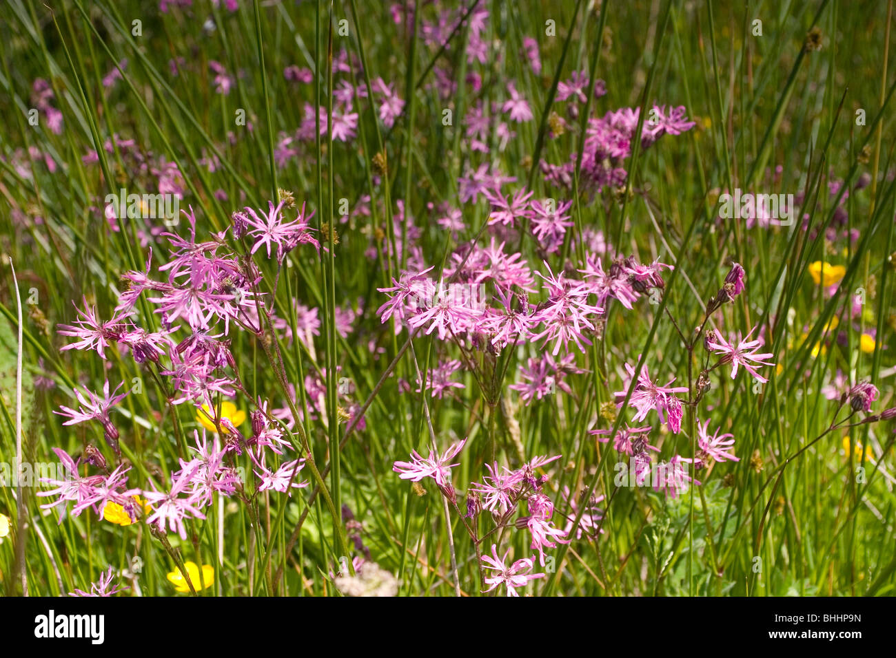 Ragged robin hi-res stock photography and images - Alamy